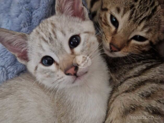 Snow Lynx Bengal Kittens For Sale | Bengal Owners