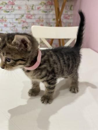 Buy and sell Bengal kittens and cats online | Bengal Owners