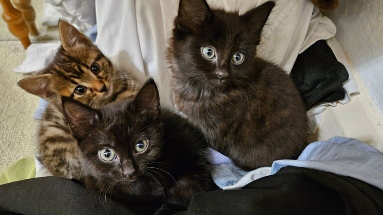 Buy and sell Bengal kittens and cats online | Bengal Owners