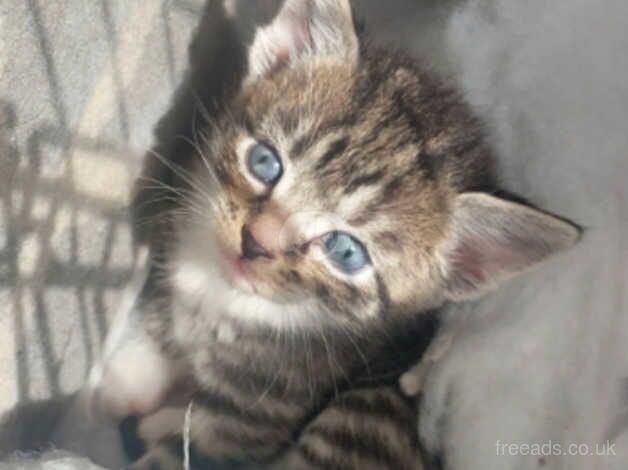 Buy and sell Bengal kittens and cats online | Bengal Owners