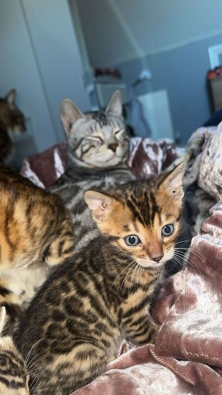Buy and sell Bengal kittens and cats online | Bengal Owners
