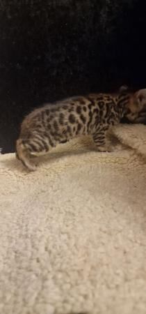 Buy and sell Bengal kittens and cats online | Bengal Owners