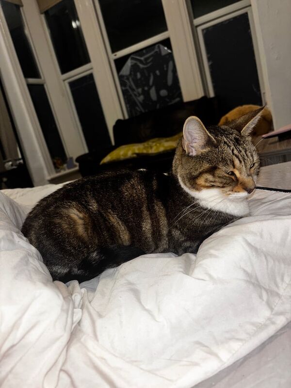 Bengal Kittens For Sale | Bengal Owners