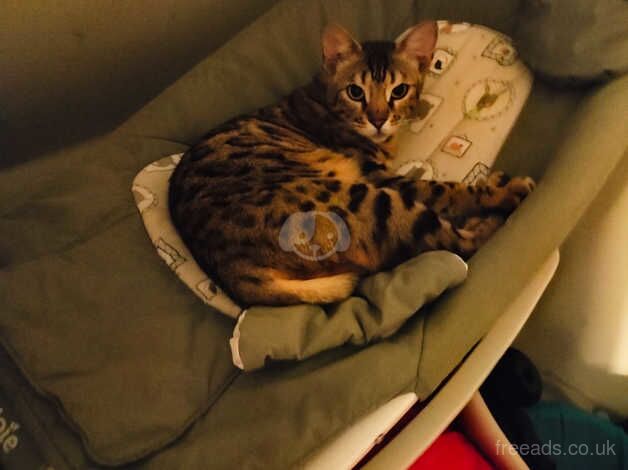Buy and sell Bengal kittens and cats online | Bengal Owners