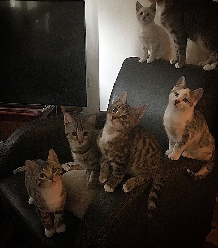 Bengal Kittens For Sale | Bengal Owners