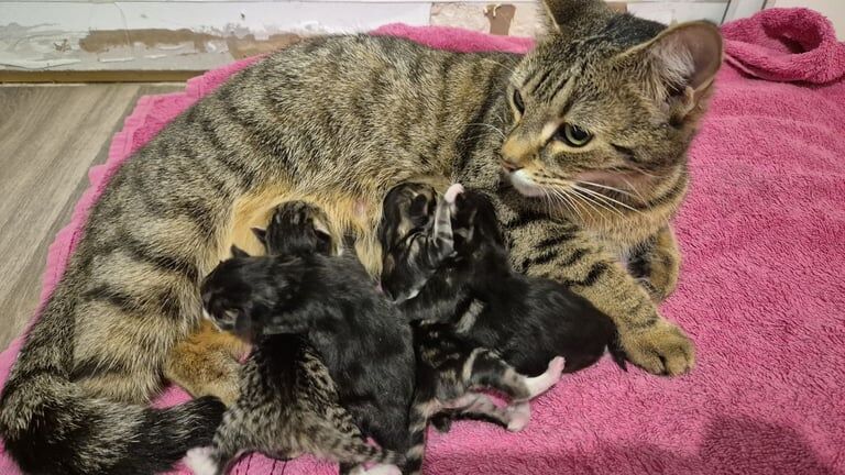 Snow Lynx Bengal Kittens For Sale | Bengal Owners