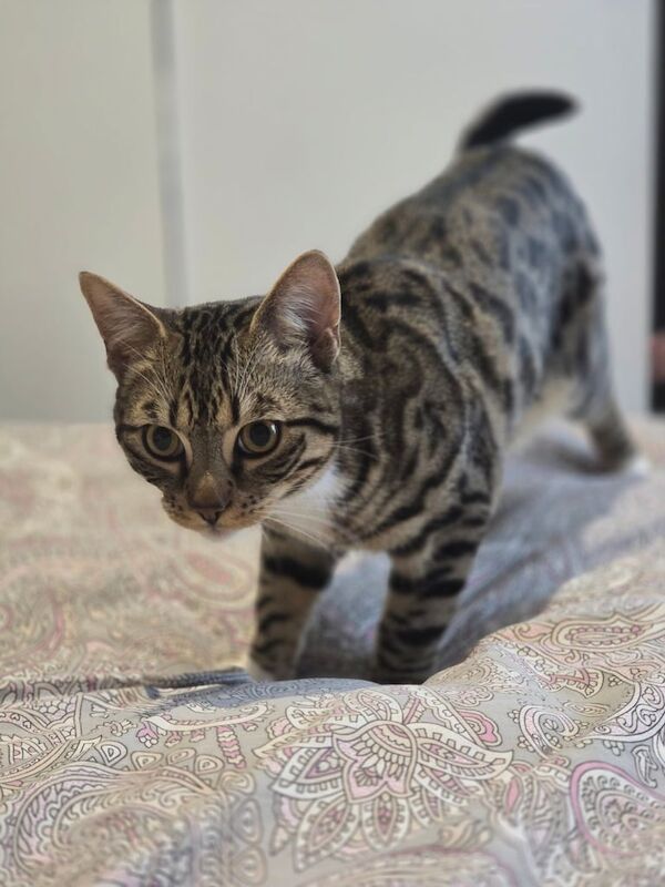 Buy and sell Bengal kittens and cats online | Bengal Owners