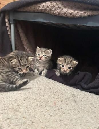 Buy and sell Bengal kittens and cats online | Bengal Owners