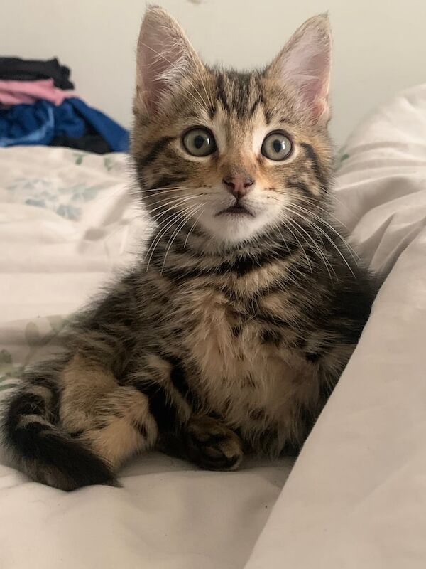 Bengal Kittens For Sale | Bengal Owners