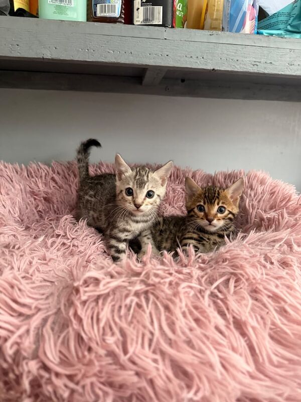 Snow Lynx Bengal Kittens For Sale | Bengal Owners