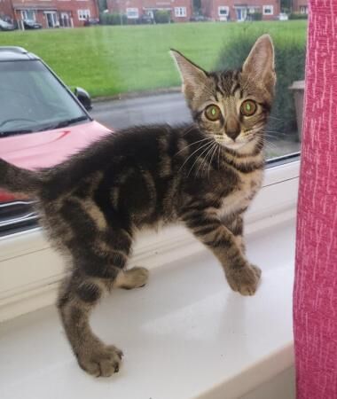 Buy and sell Bengal kittens and cats online | Bengal Owners