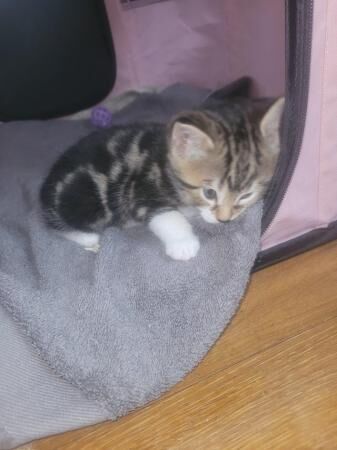 Buy and sell Bengal kittens and cats online | Bengal Owners